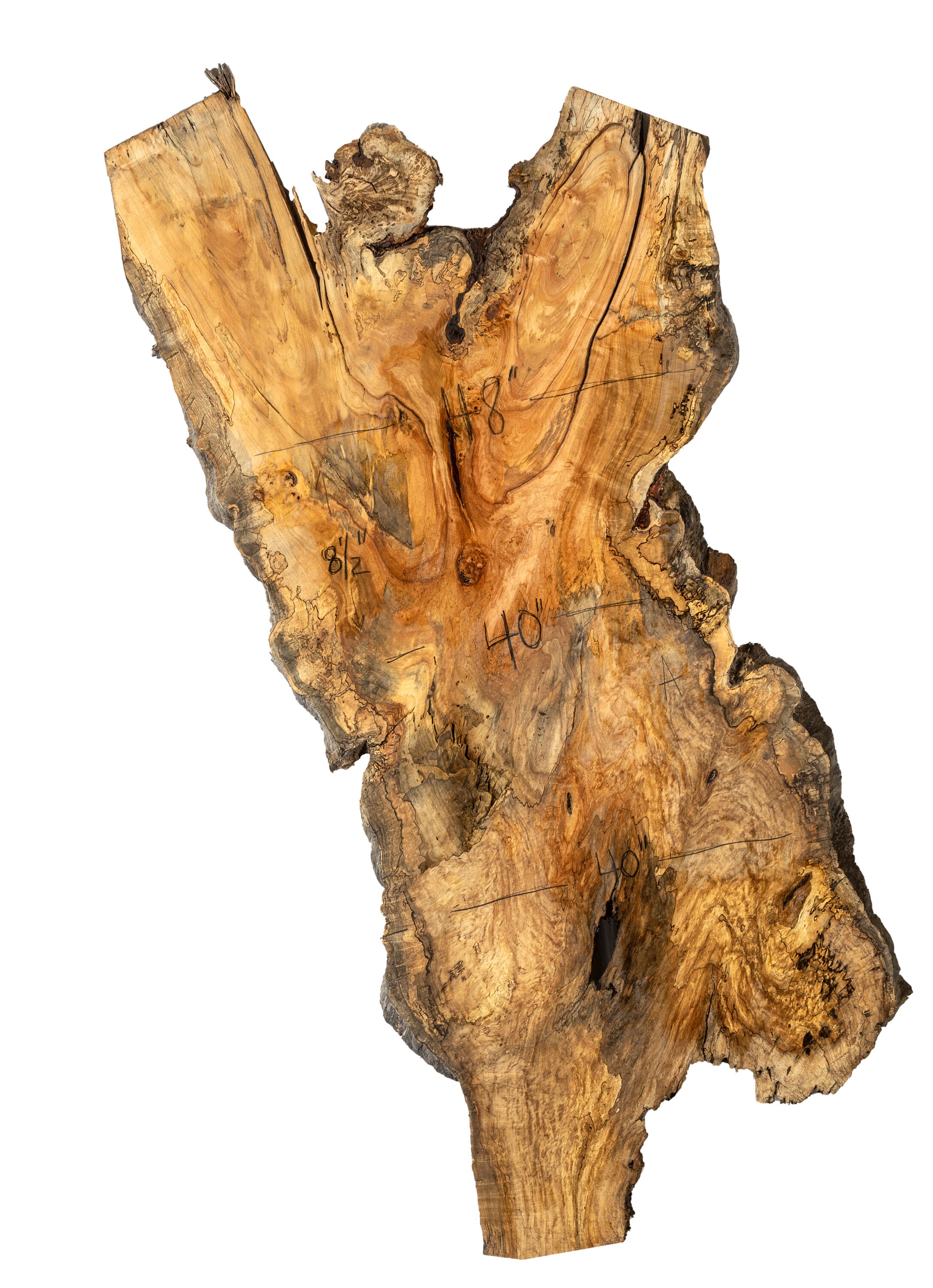 Live Edge Maple Wood Slab. Spalted Maple Wood Slab. Eight Foot Maple ...