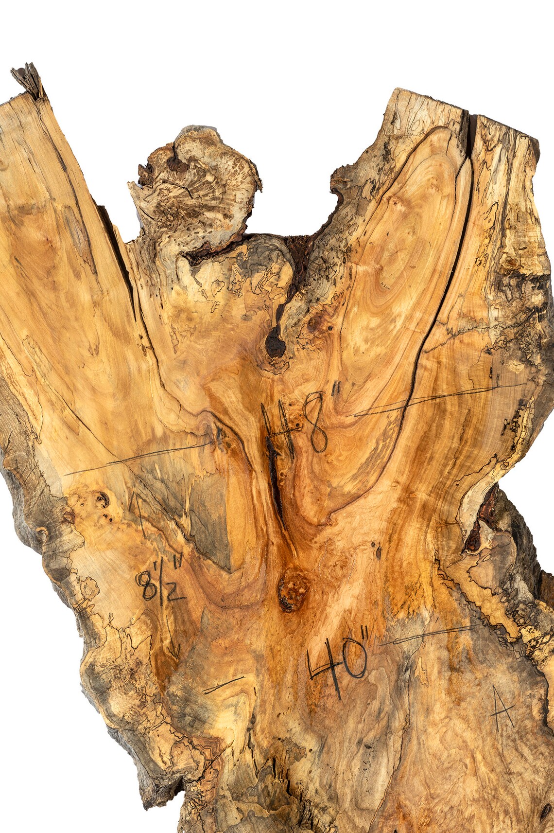 Live Edge Maple Wood Slab. Spalted Maple Wood Slab. Eight Foot Maple ...