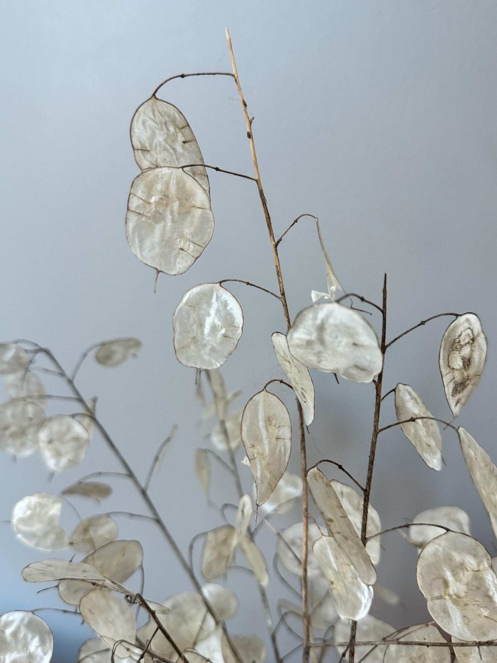 5 Branches of Dried Lunaria, Dried Silver Dollar Plant, Dried Money ...