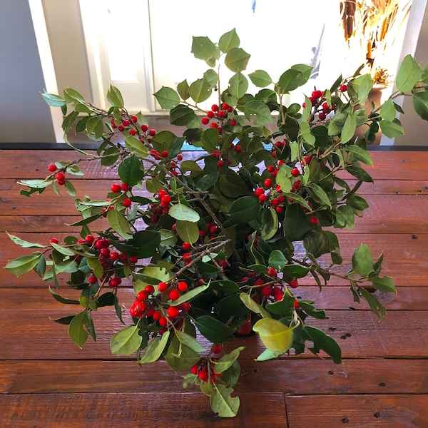 Fresh Holly Branches - Etsy