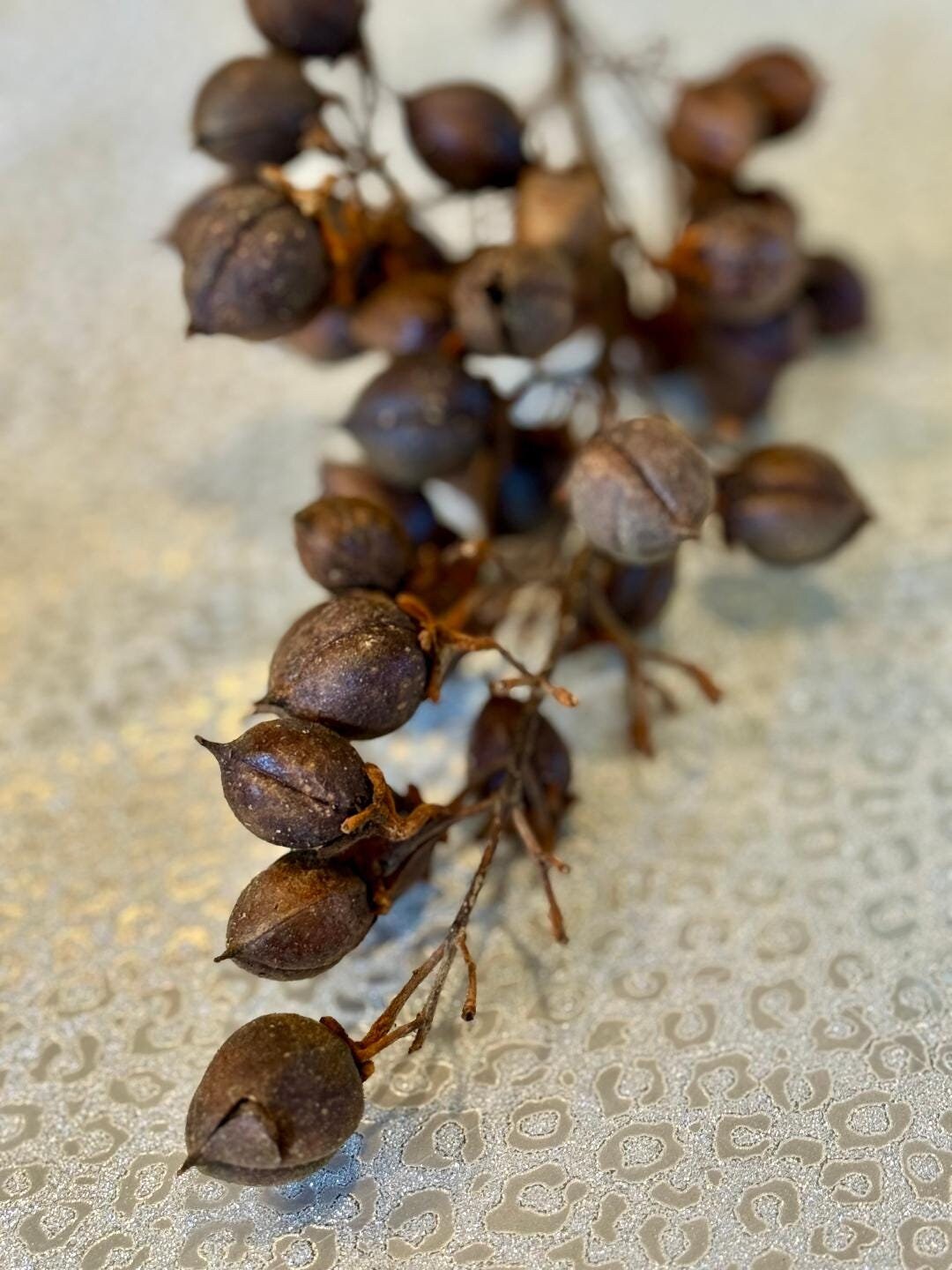 All Natural Dry Large Seed Pods for Decoration, Floral Arrangements ...
