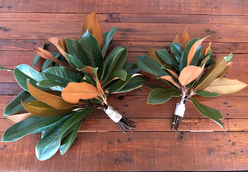 Fresh Magnolia Grandiflora Branch Tips-garlands-floral Decor-table ...