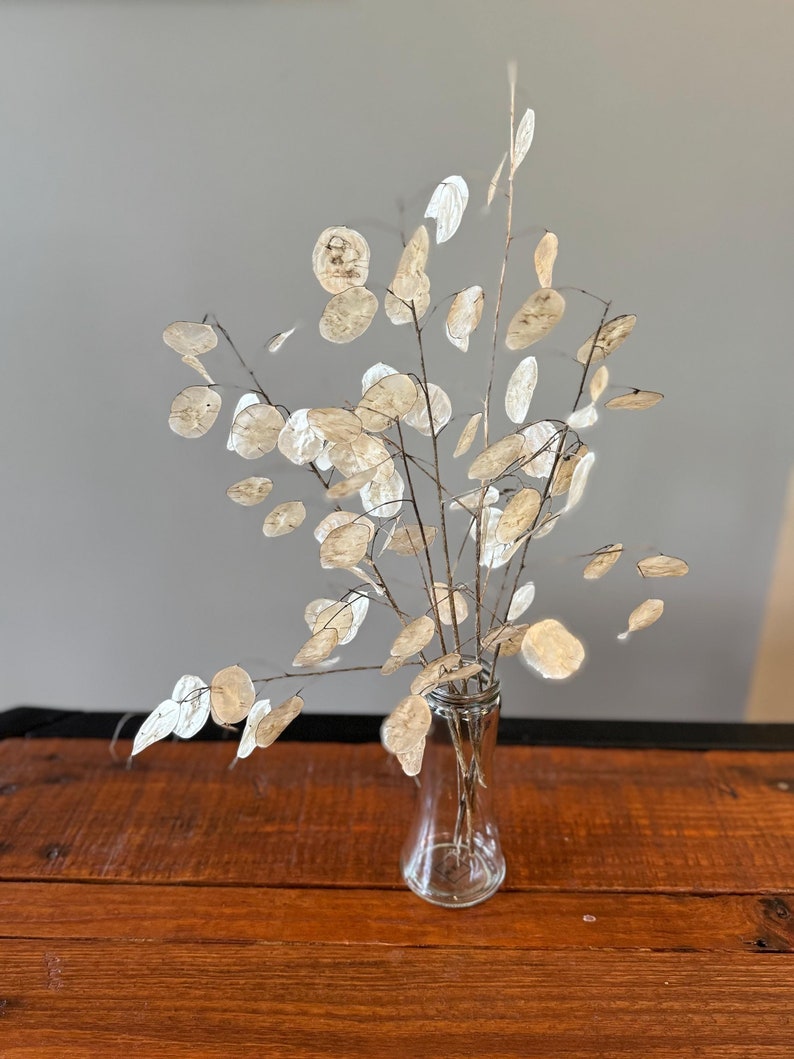 5 Branches of Dried Lunaria, Dried Silver Dollar Plant, Dried Money ...