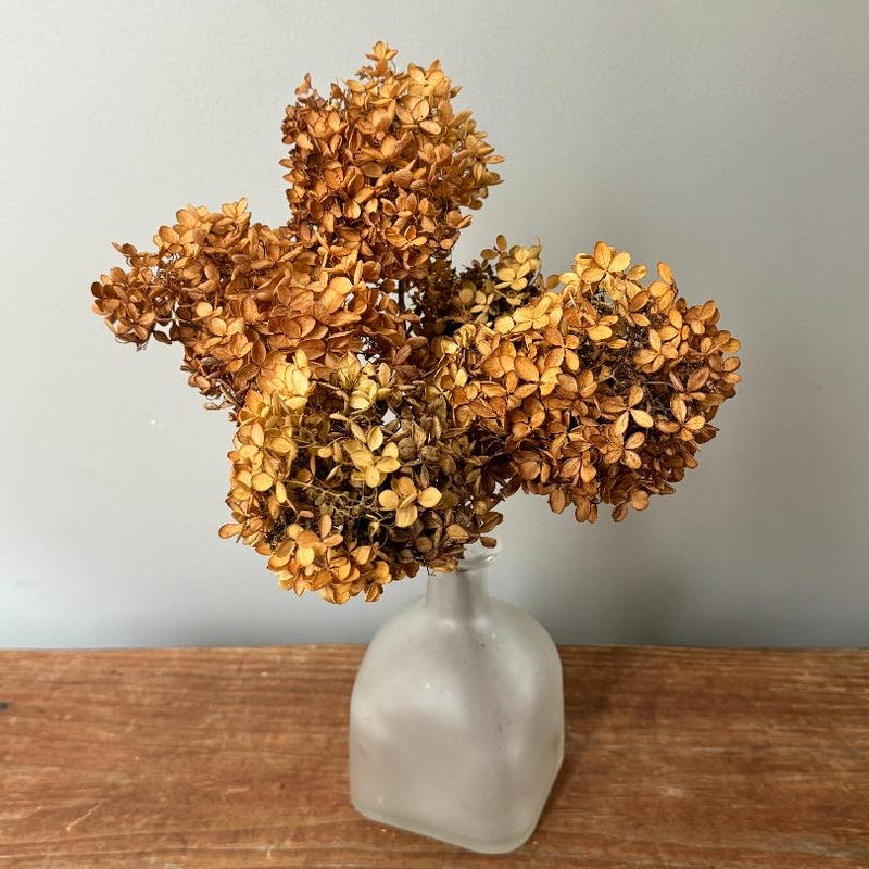 Dried Hydrangea - Etsy