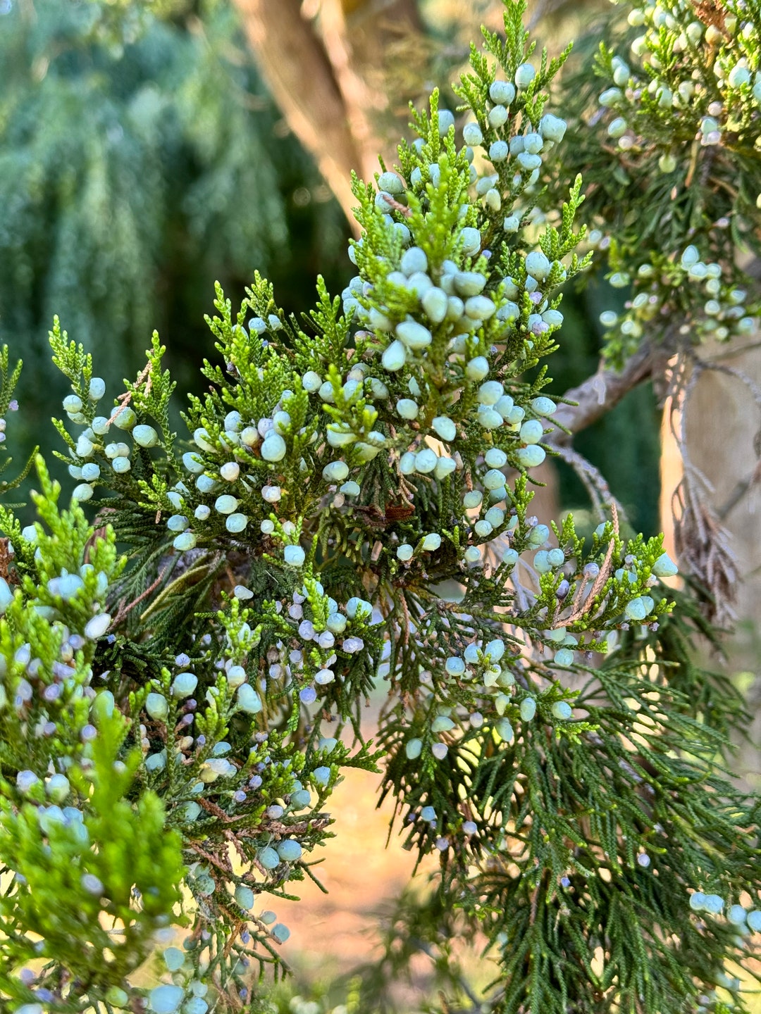 Fresh Cut Juniper Stems With Blue Berries - Aromatic Greenery - Etsy