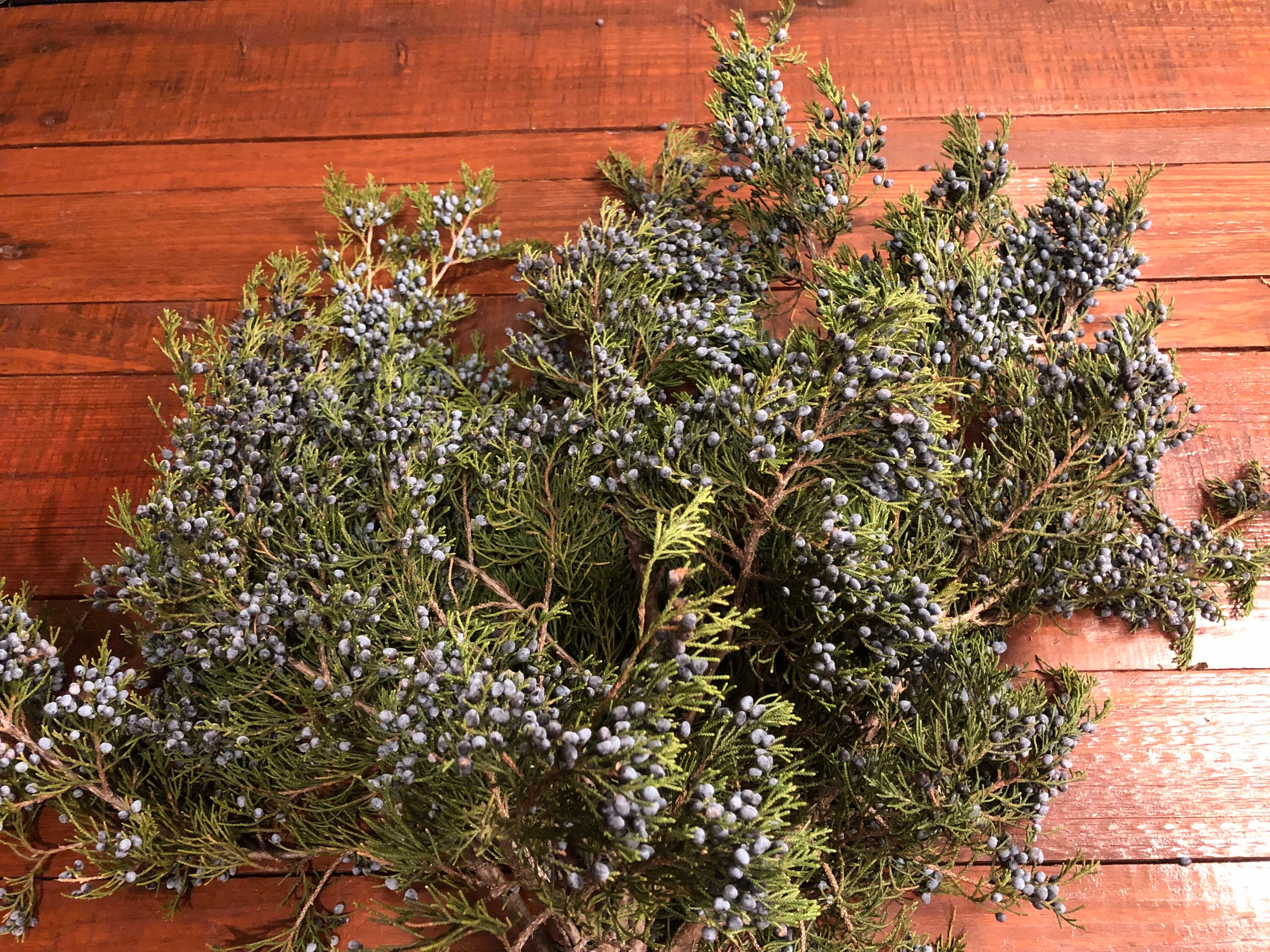 Fresh Cut Juniper Stems With Blue Berries - Aromatic Greenery - Etsy