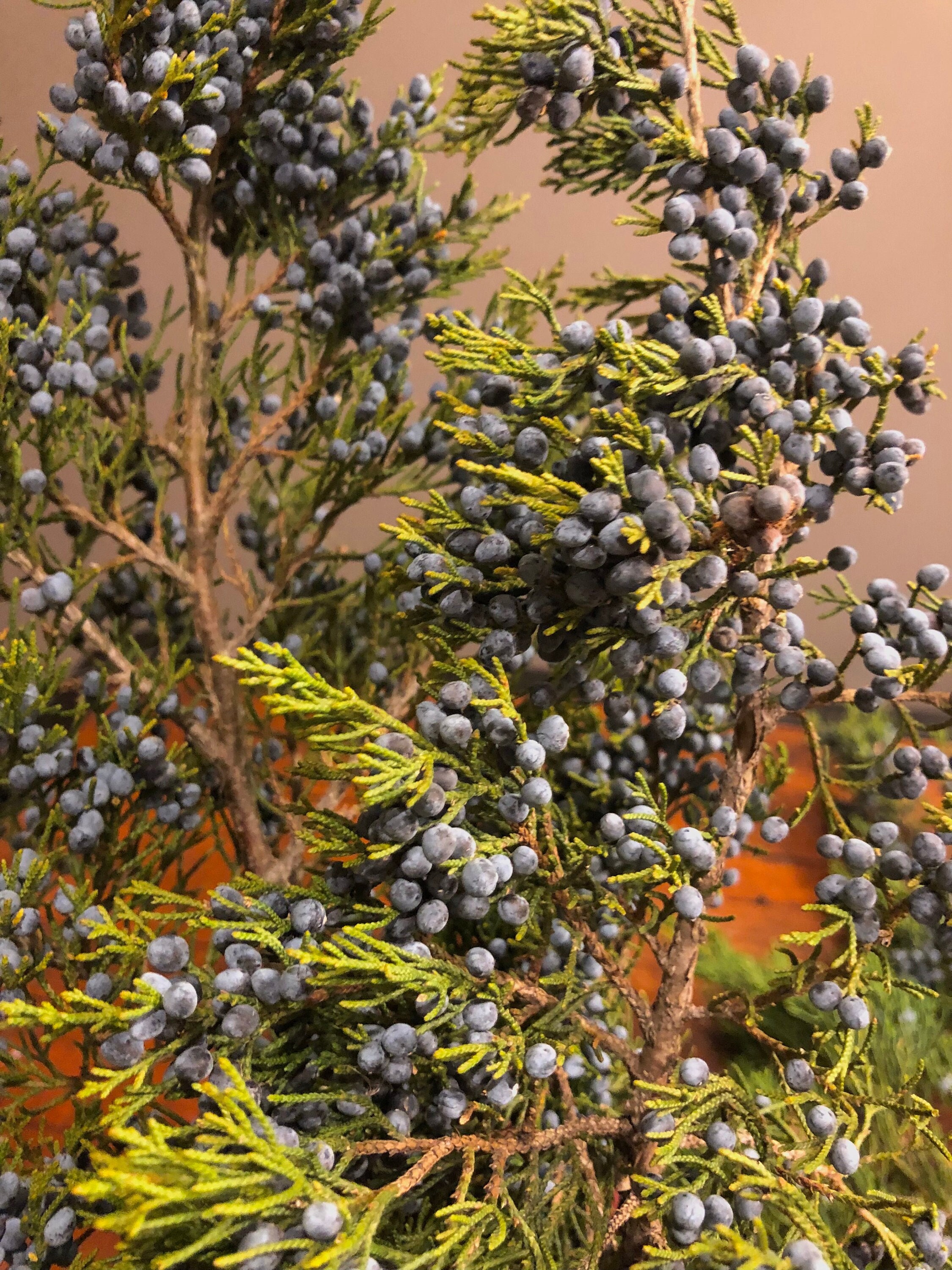 Fresh Cut Juniper Stems With Blue Berries - Aromatic Greenery - Etsy