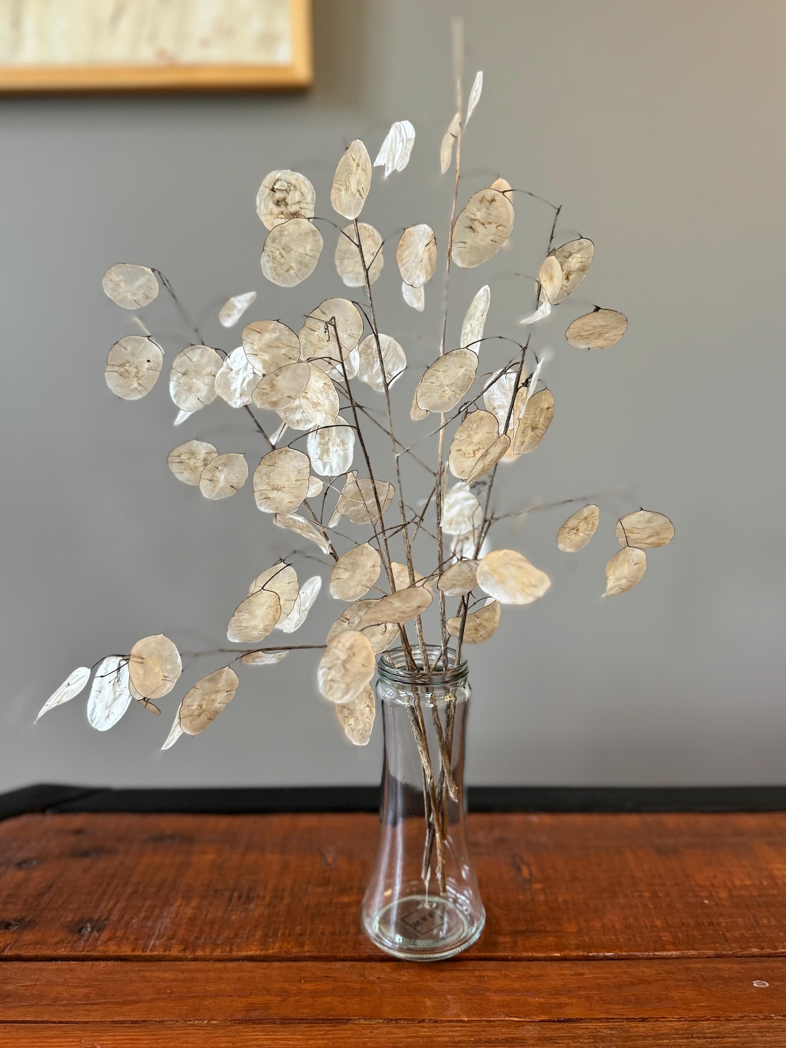 5 Branches of Dried Lunaria, Dried Silver Dollar Plant, Dried Money ...