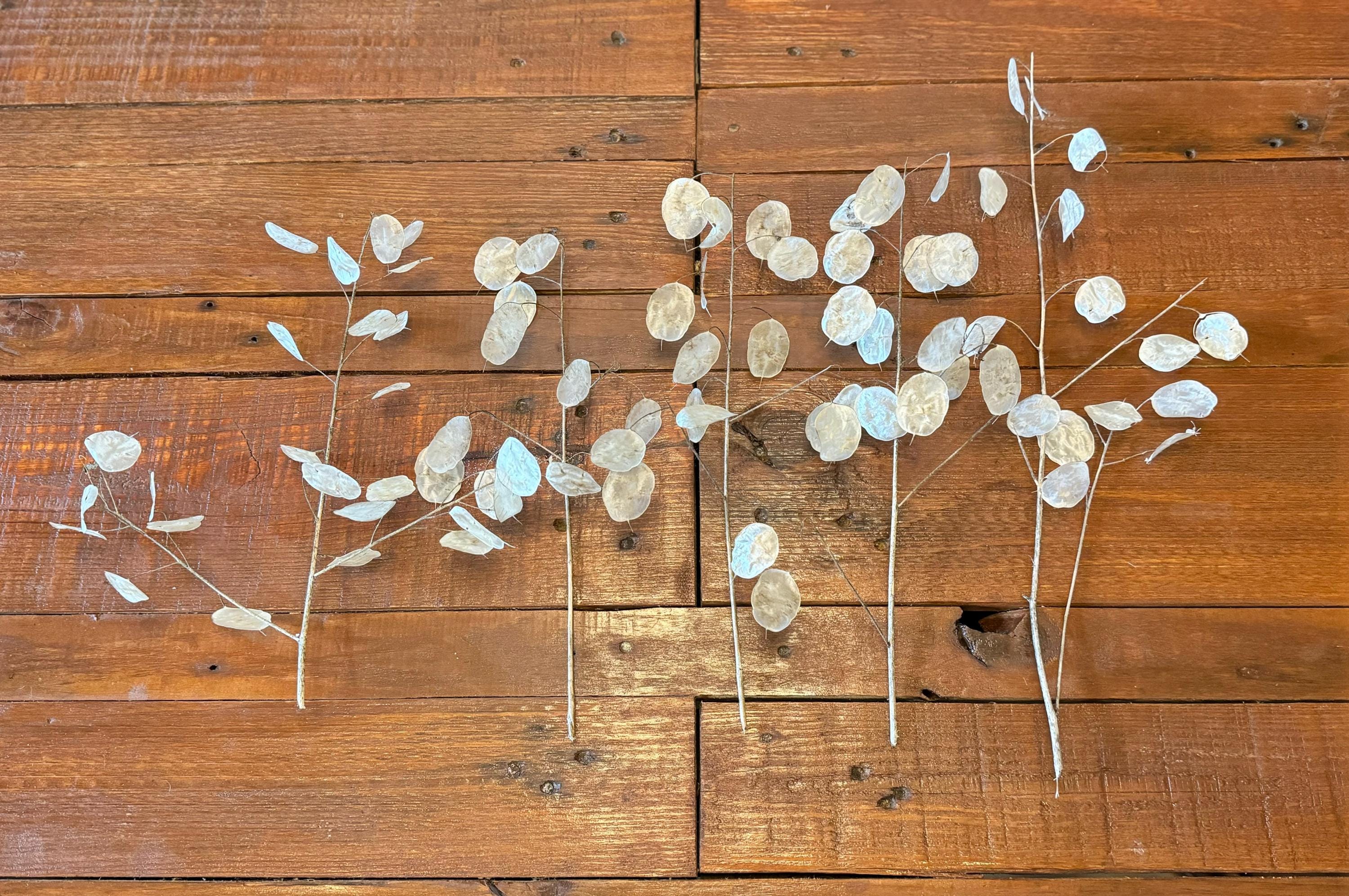 5 Branches of Dried Lunaria, Dried Silver Dollar Plant, Dried Money ...