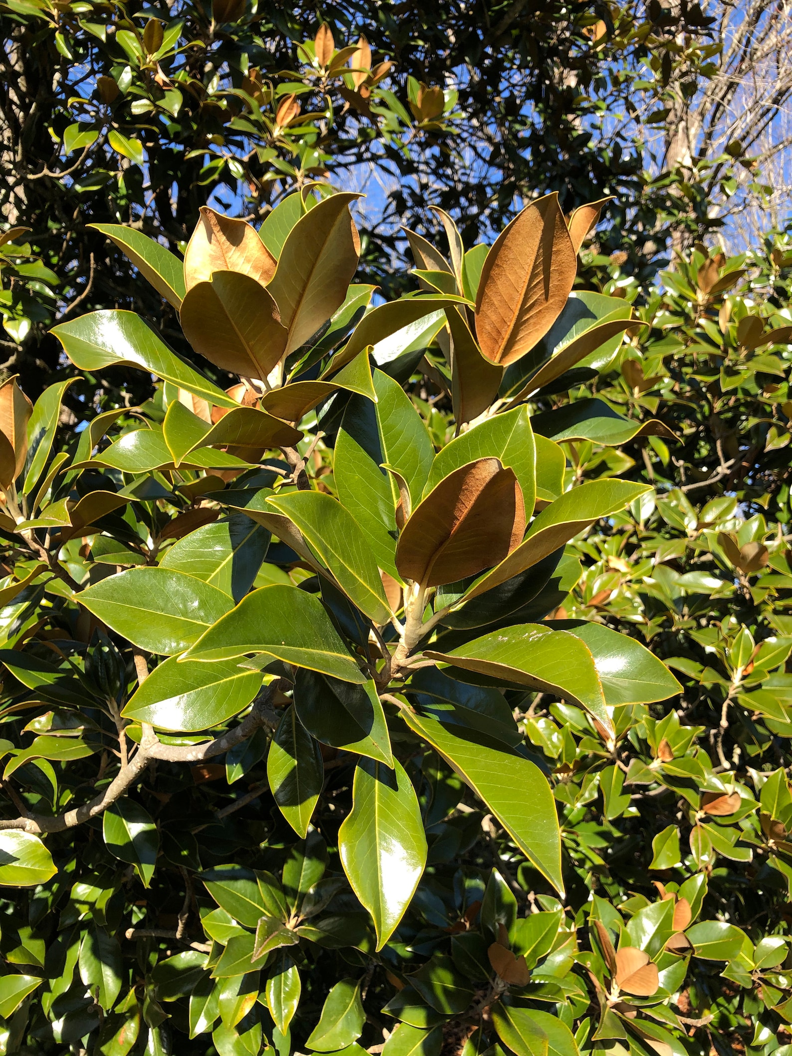 Fresh Magnolia Grandiflora Branch Tips-garlands-floral Decor-table ...