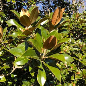 Fresh Magnolia Grandiflora Branch Tips-garlands-floral Decor-table ...