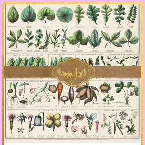 Printable Vintage Educational Botanical Documents, Plant Illustrations ...