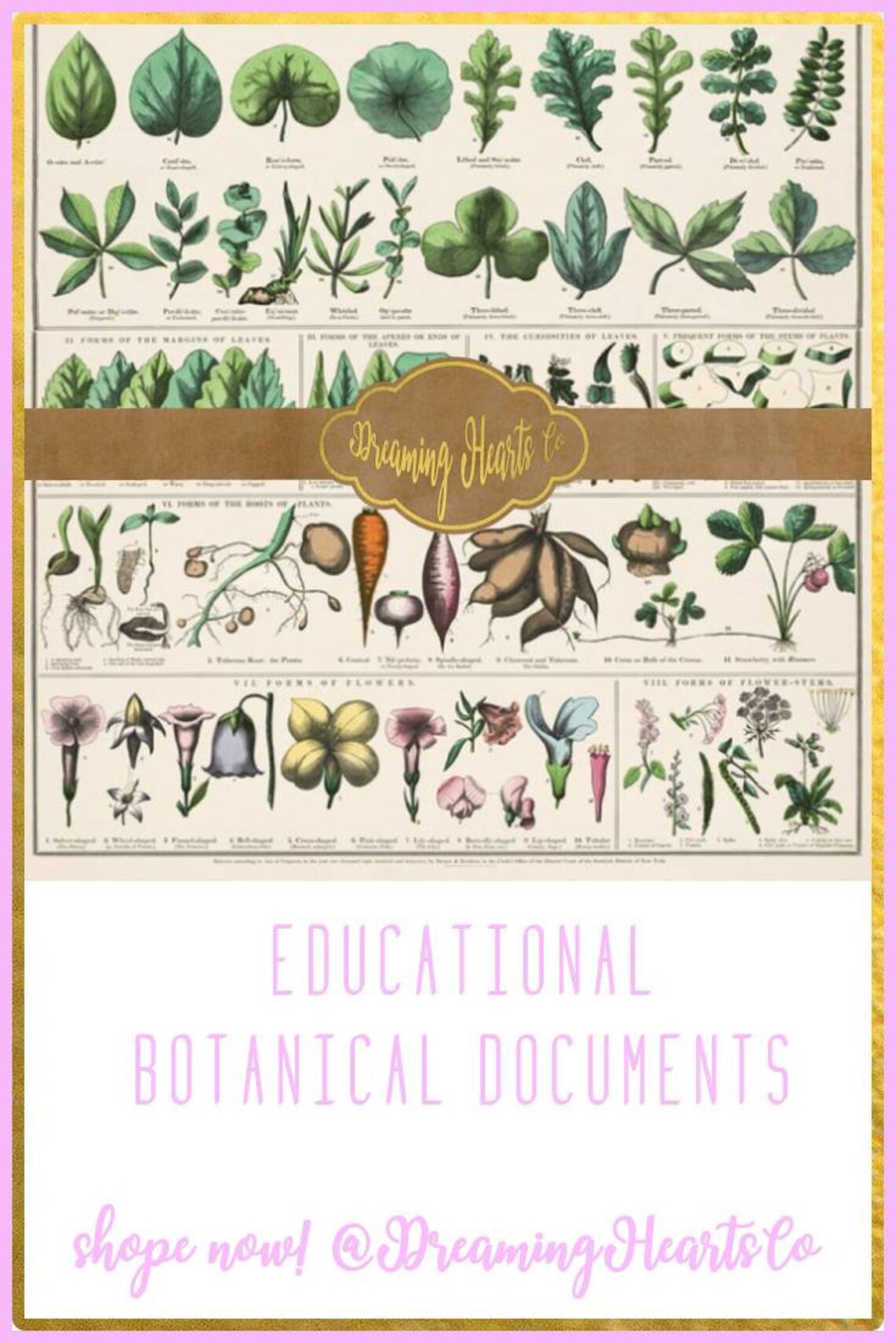 Printable Vintage Educational Botanical Documents, Plant Illustrations ...