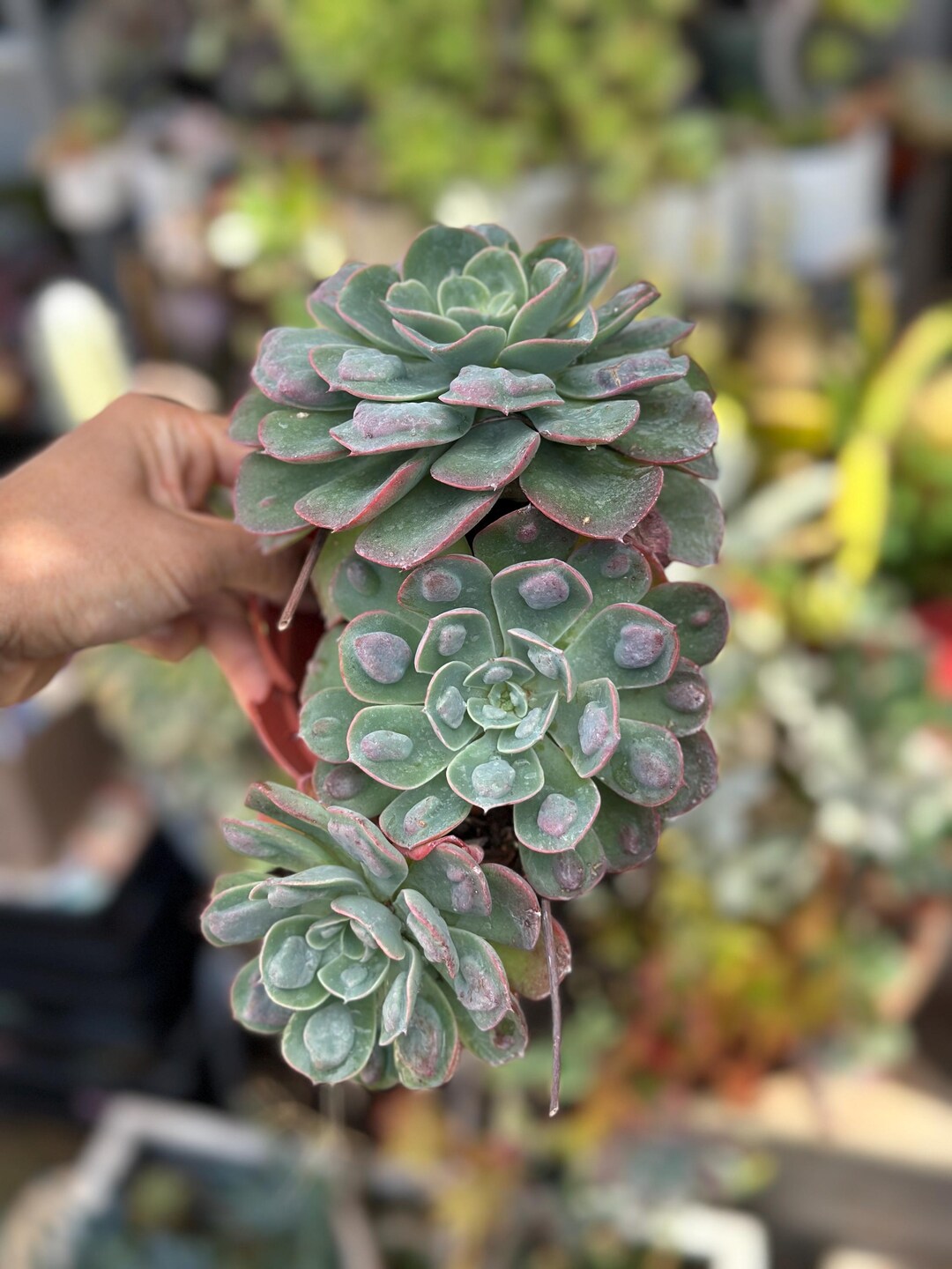 ROOTED Triple Head Echeveria Raindrops Raindrop Echeveria Bumps ...