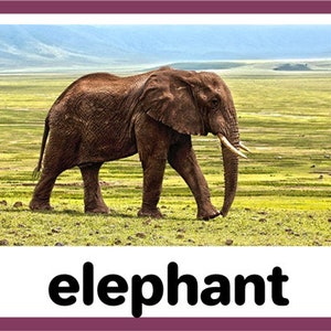 Animal Vocabulary Real Photo Flashcards for ESL and Speech - Etsy