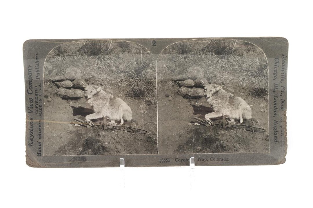 Coyote in Trap - Original 1900s Keystone Stereo View. Rare - Etsy