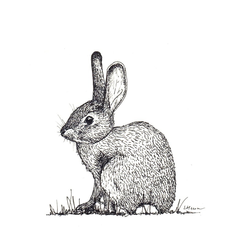 Eastern Cottontail Rabbit Print - Etsy