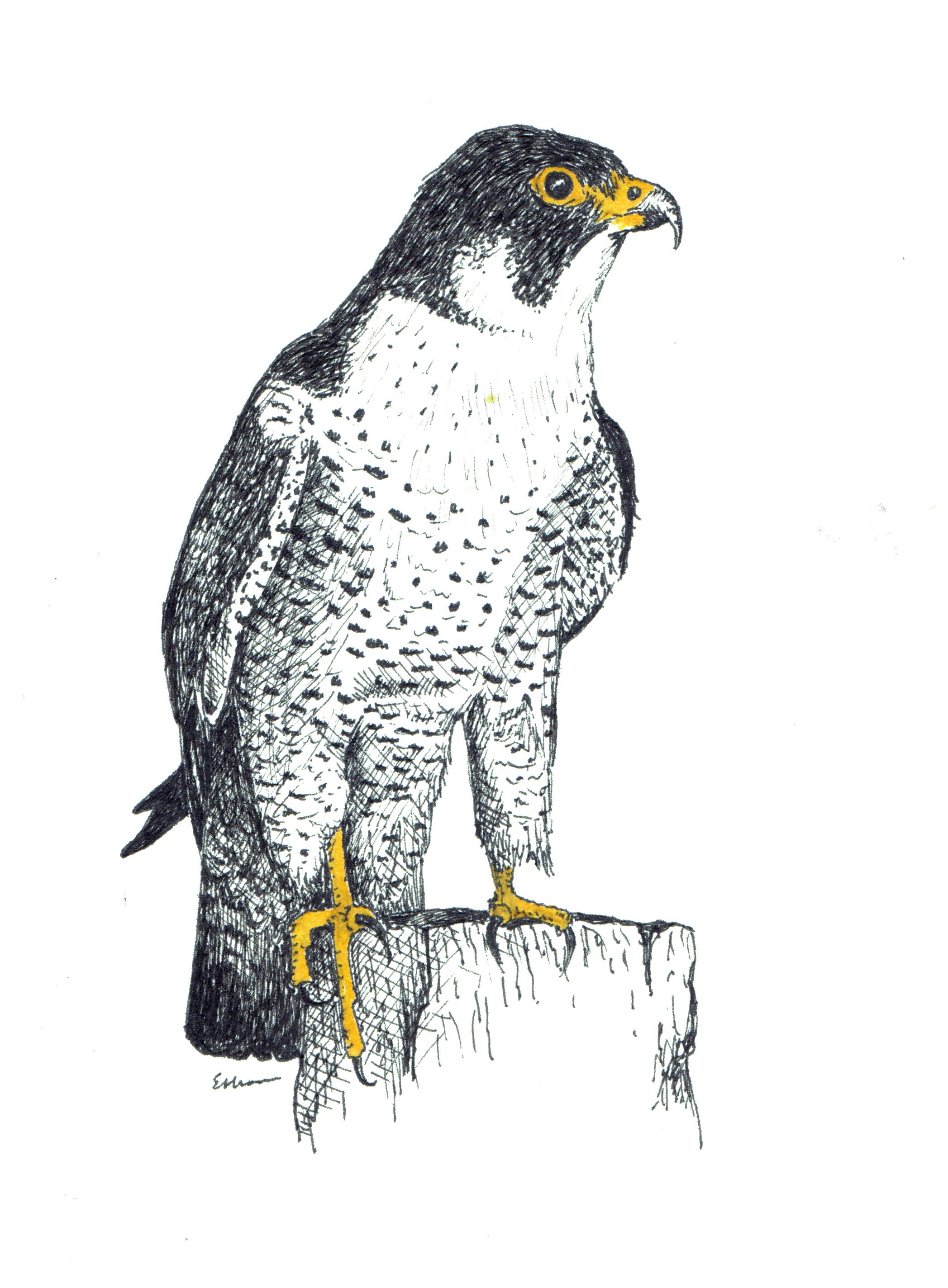 Blank Note Cards - Peregrine Falcon - Etsy