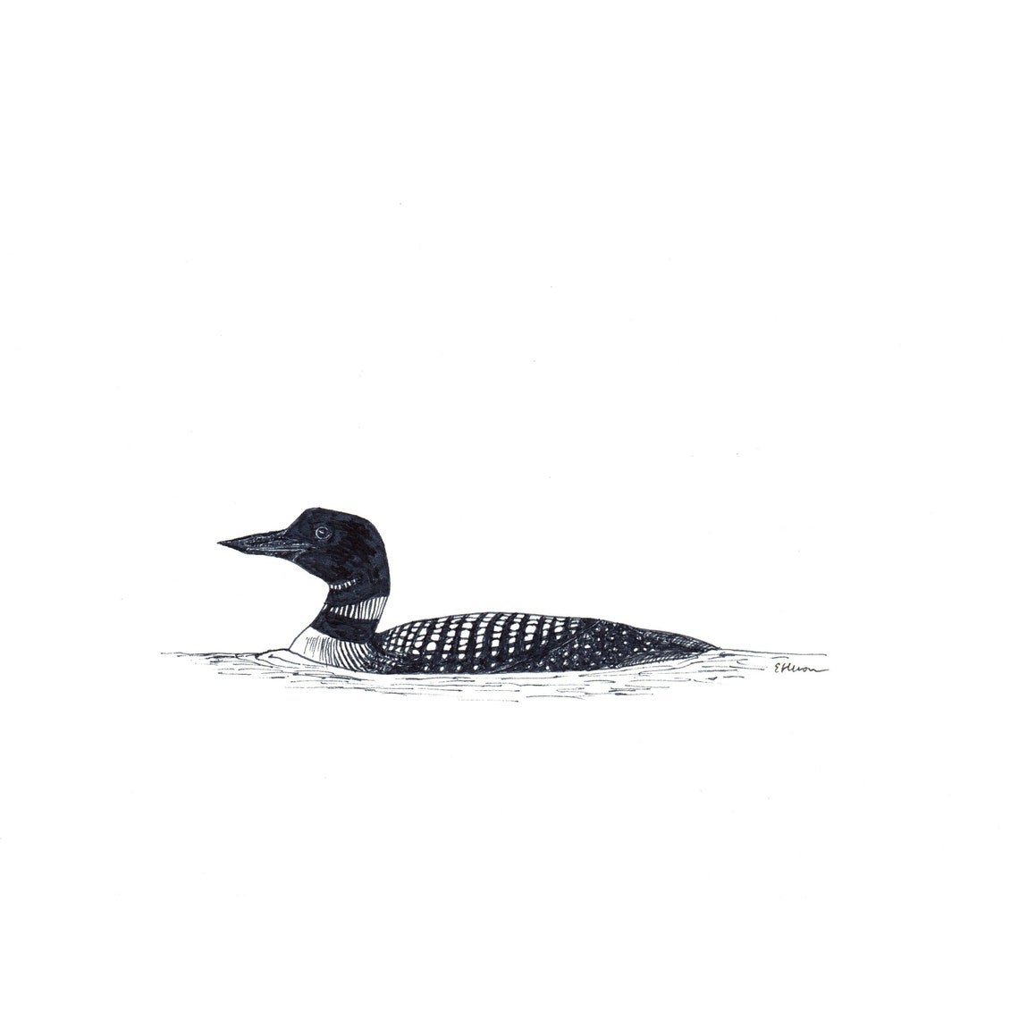 Common Loon - Print - Etsy