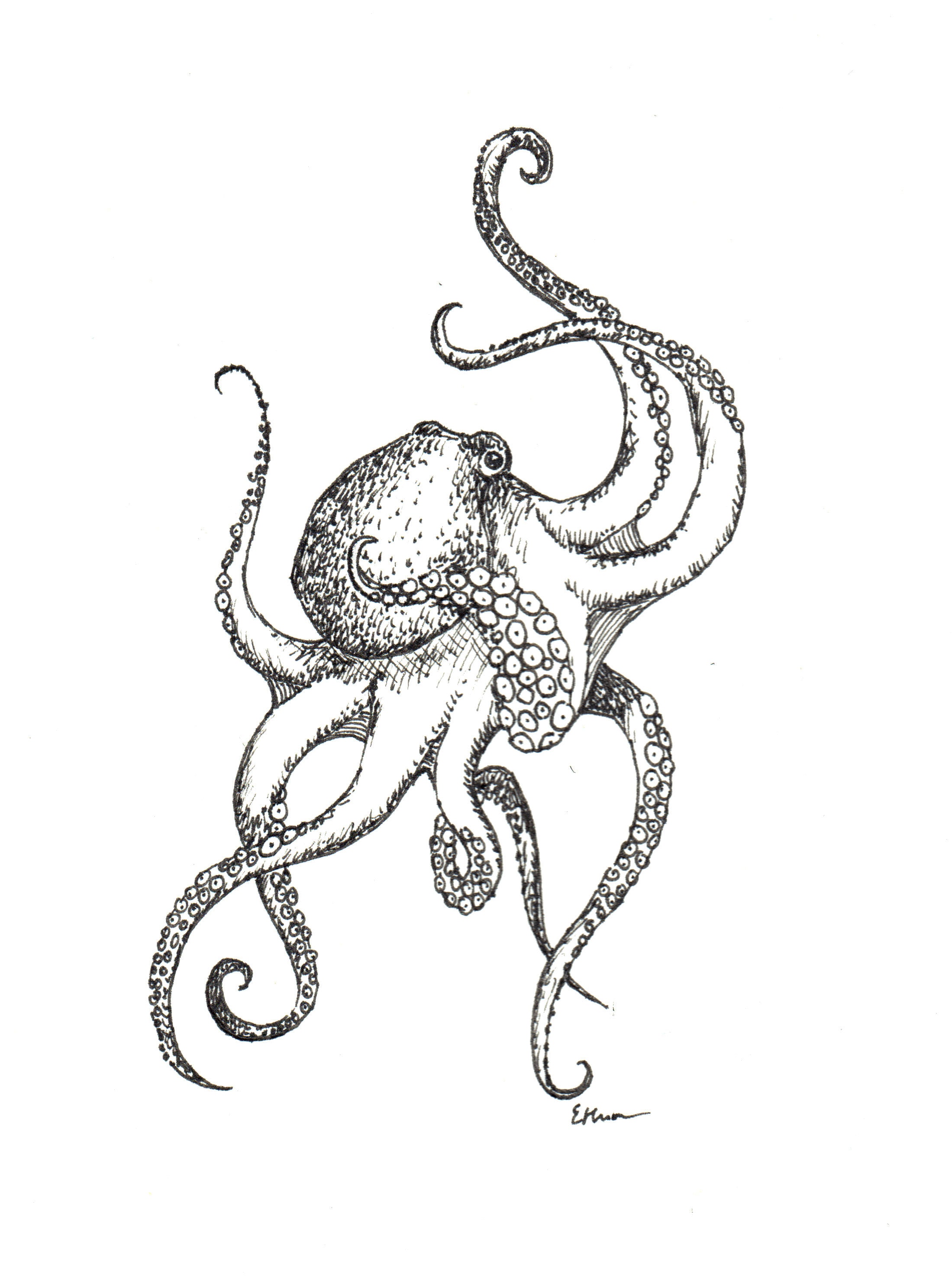 Giant Octopus Drawing