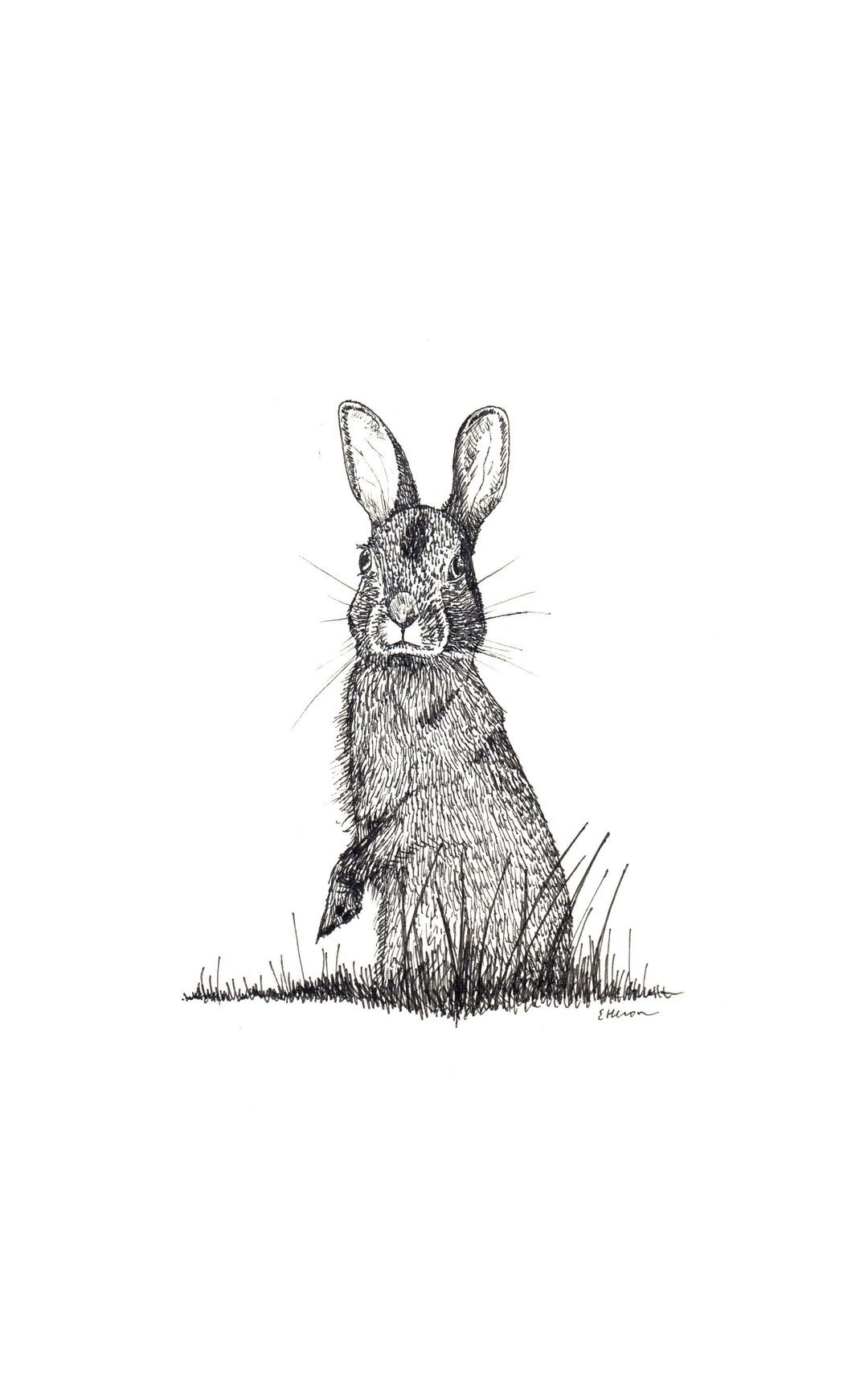 Eastern Cottontail Rabbit Print - Etsy Denmark