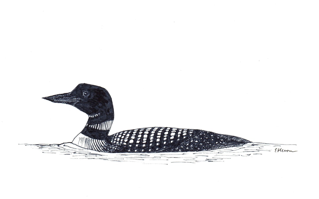 Blank Note Cards - Common Loon - Etsy
