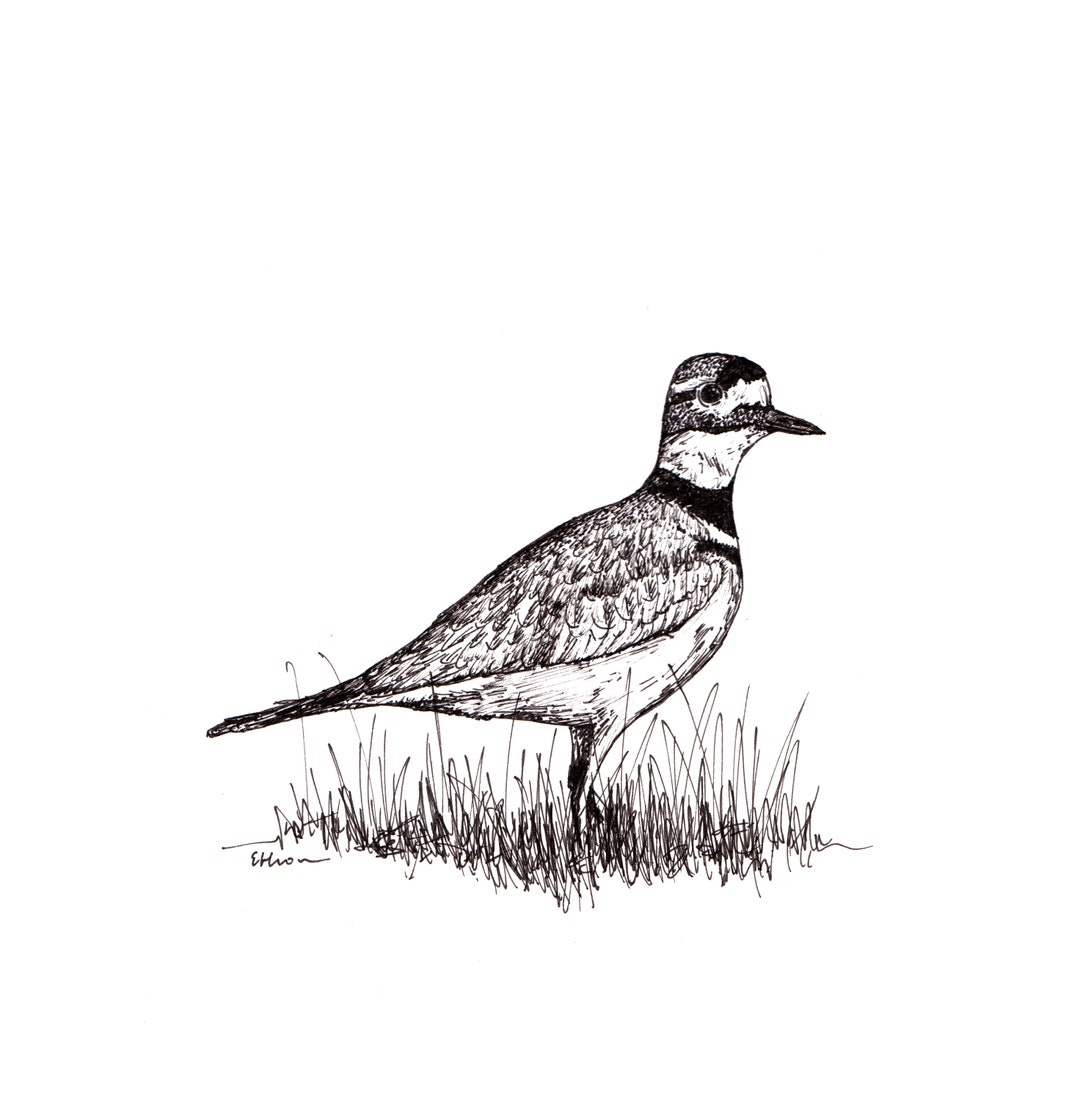 Killdeer - Print - Etsy