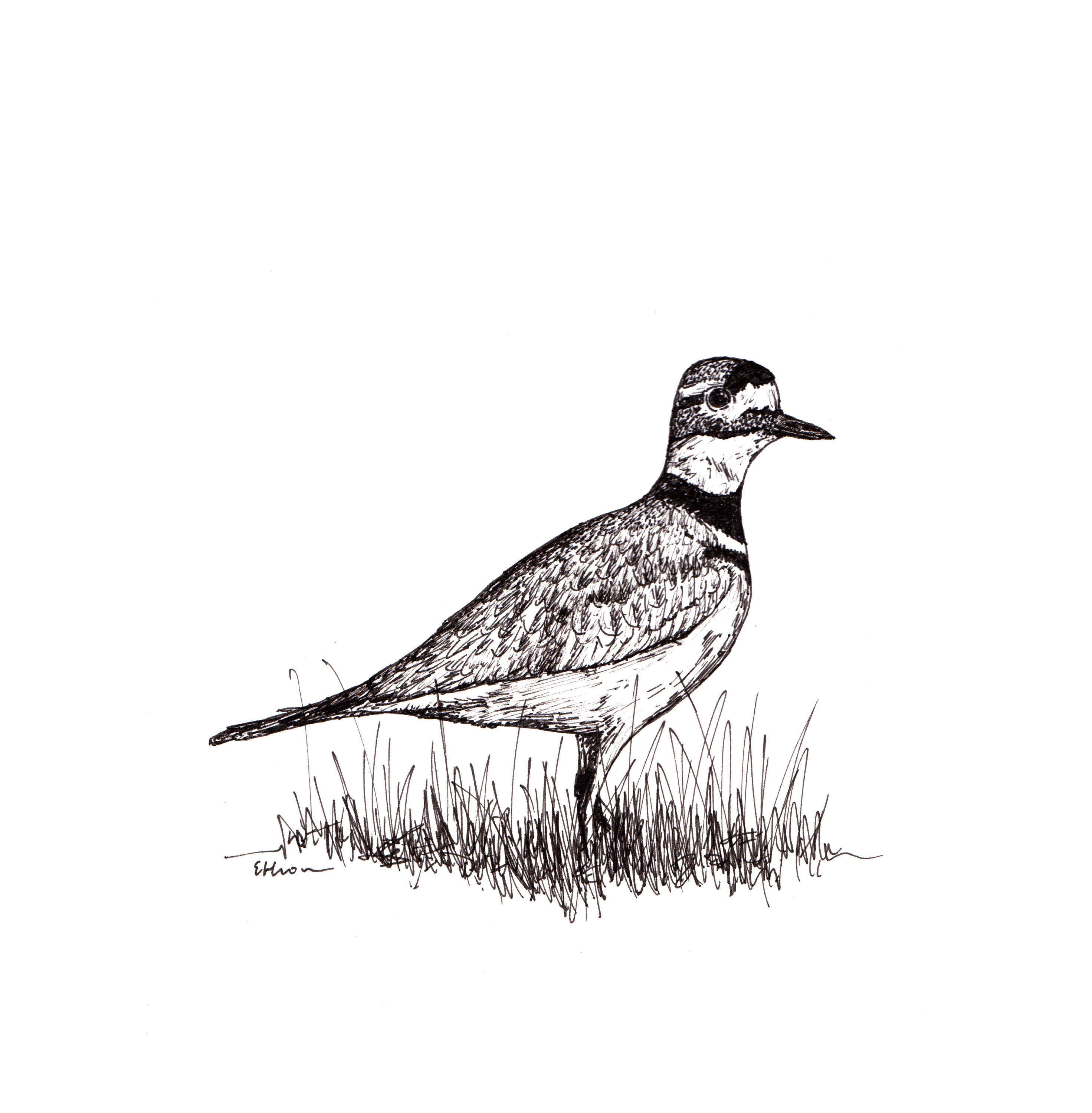 Killdeer - Print - Etsy