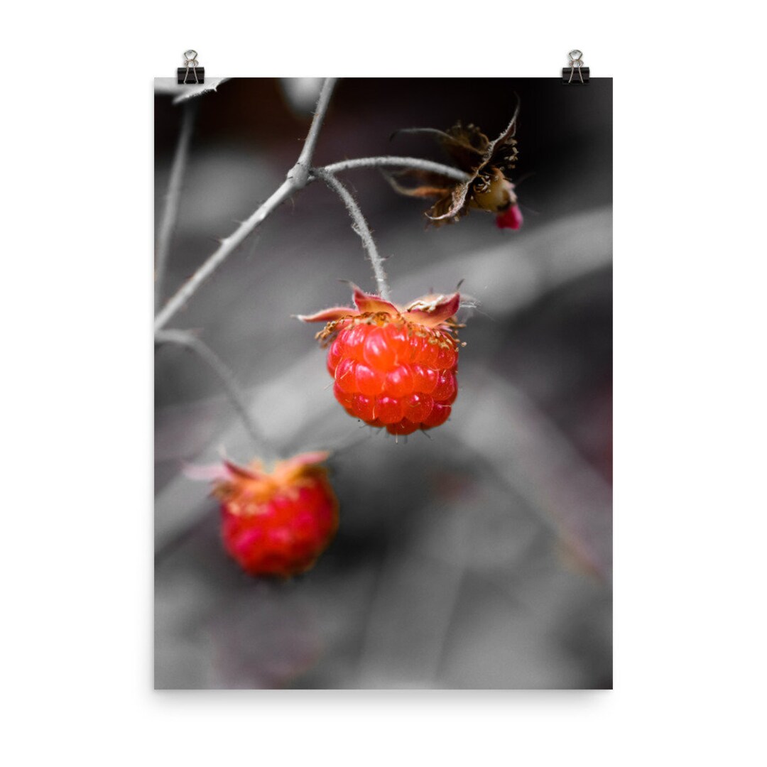 Wild Raspberry Poster - Etsy