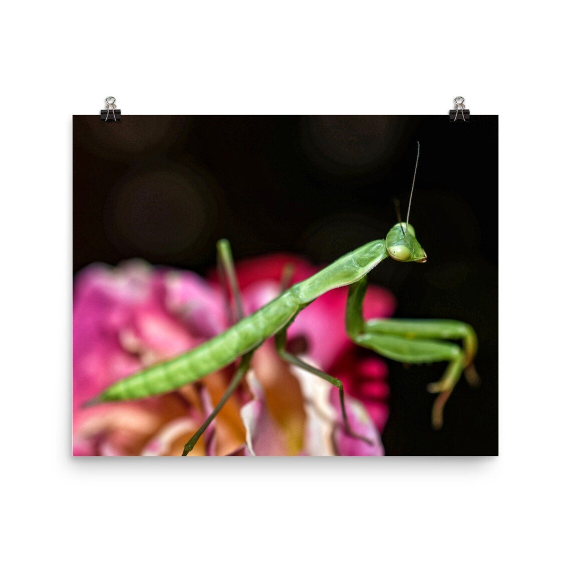 Praying Mantis Poster - Etsy