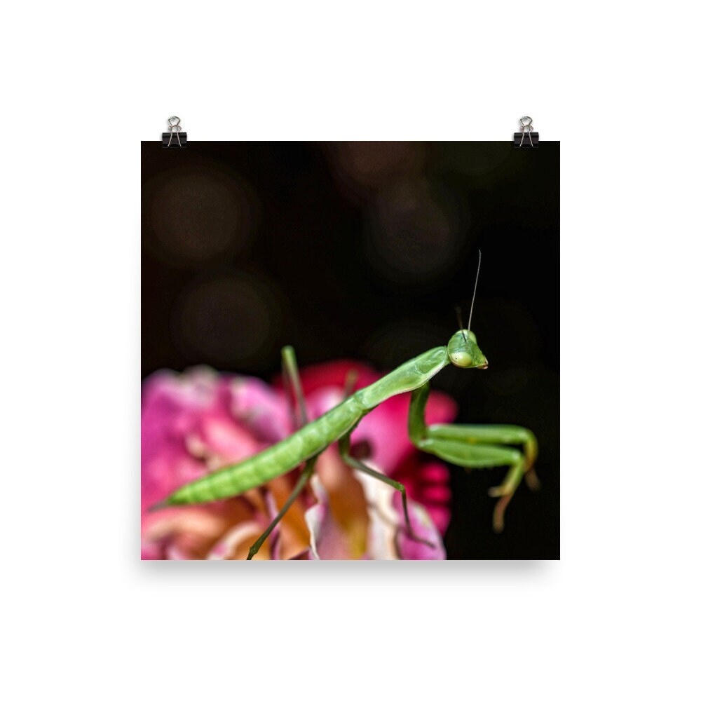 Praying Mantis Poster - Etsy