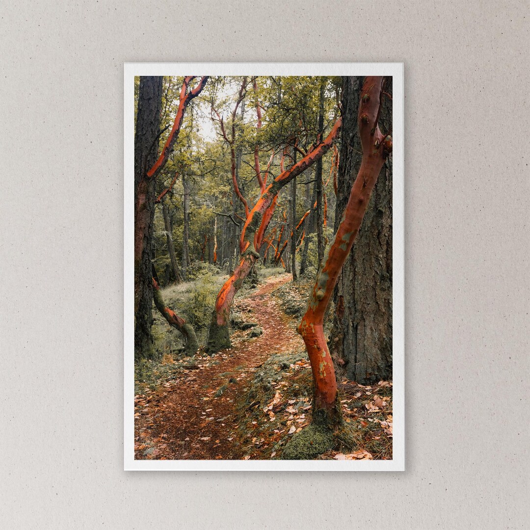 Pacific Madrone Grove II (arbutus Menziesii) - Forest Photography Wall ...