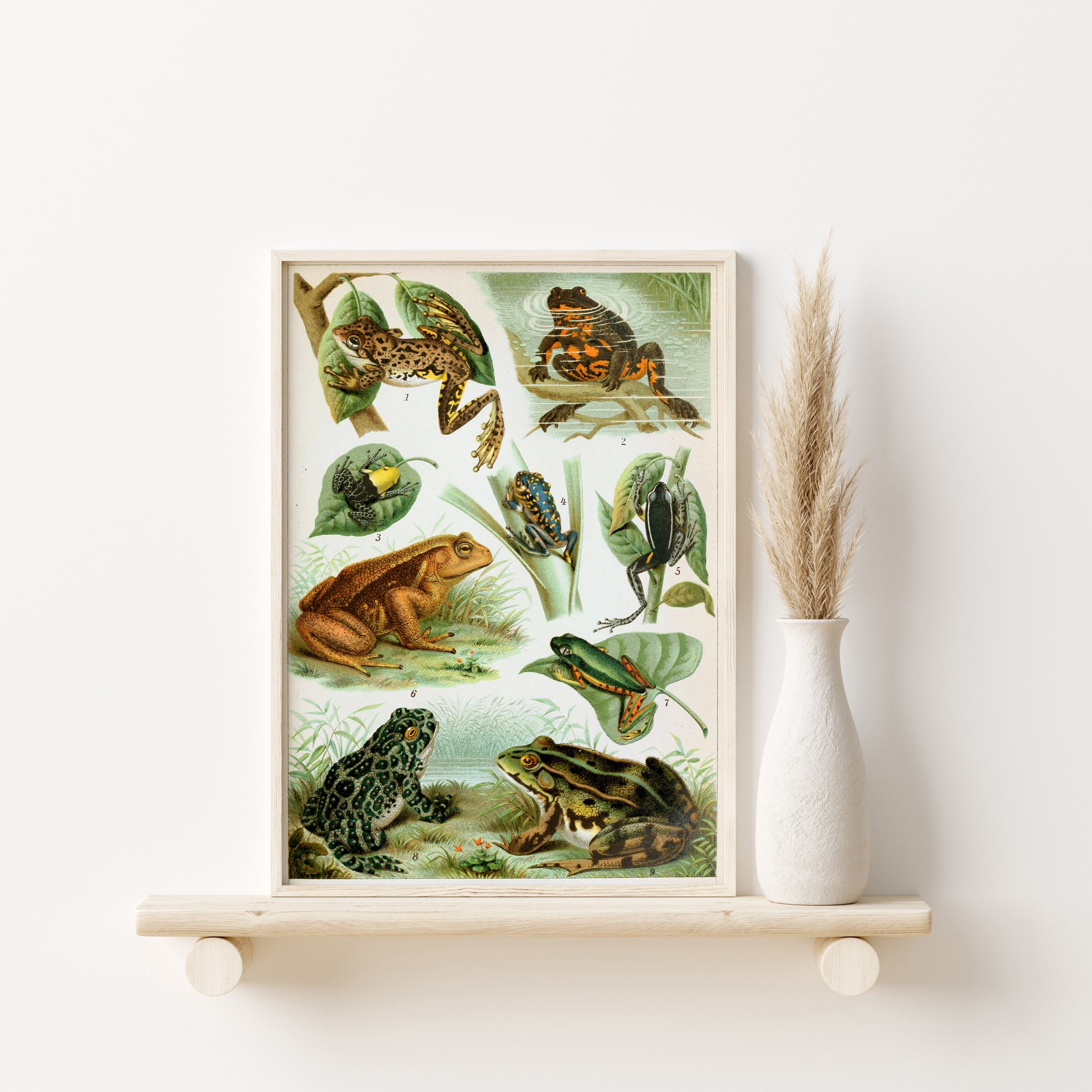 Vintage Frogs Poster Unique Frogs Poster Frogs Print | Etsy