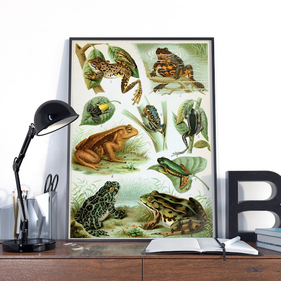 Vintage Frogs Poster Unique Frogs Poster Frogs Print | Etsy