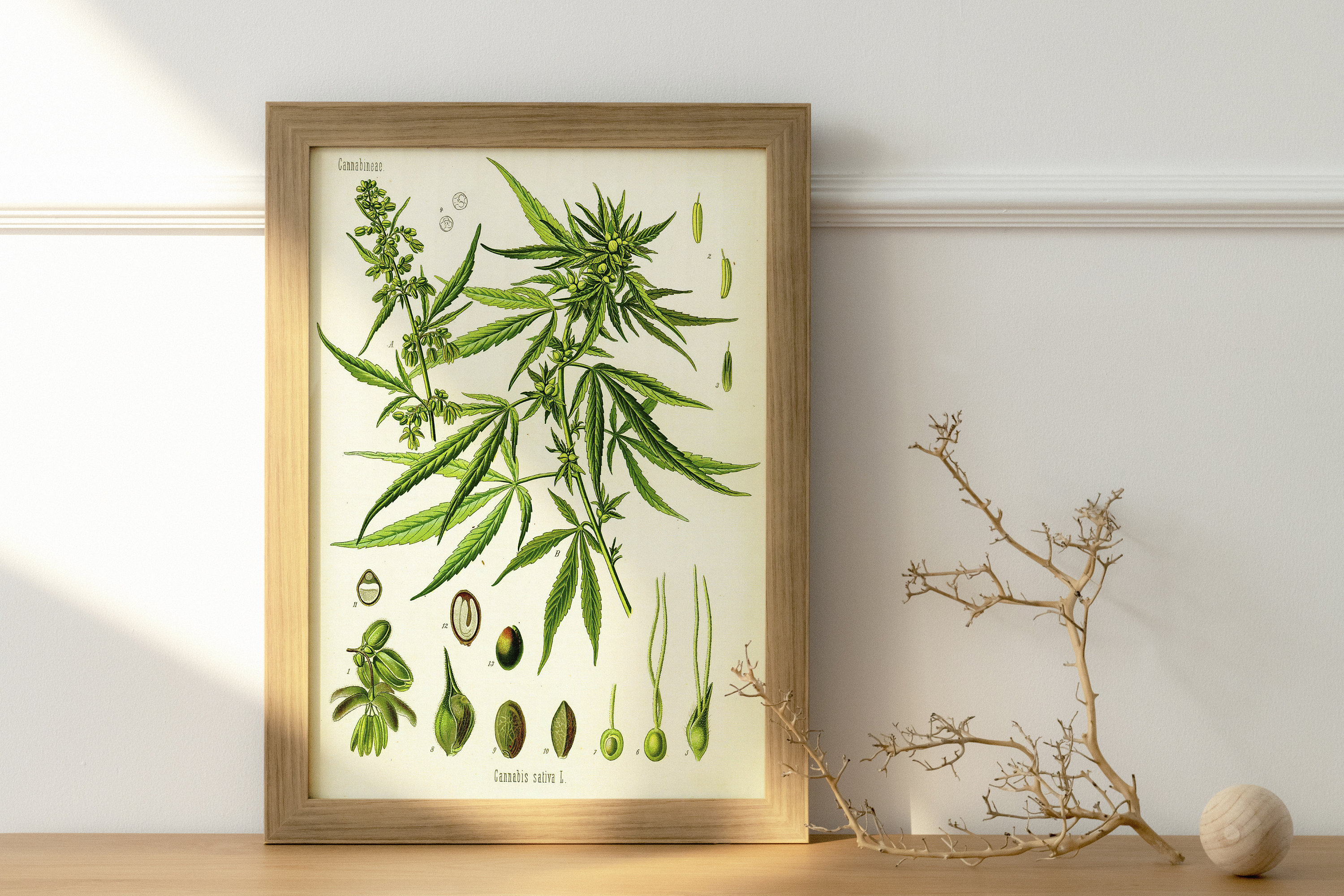 Cannabis Botanical Print Cannabis Vintage Art Work Marijuana - Etsy