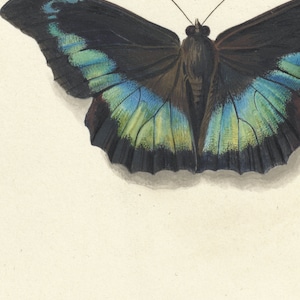 Butterflies, Vintage Butterflies Poster, Antique Butterfly Wall Art ...