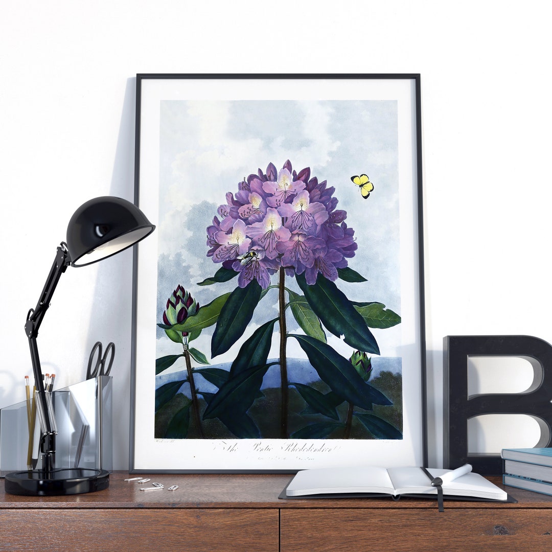 Rhododendron, Rhododendron Poster, Rhododendron Print, Unique Vintage ...