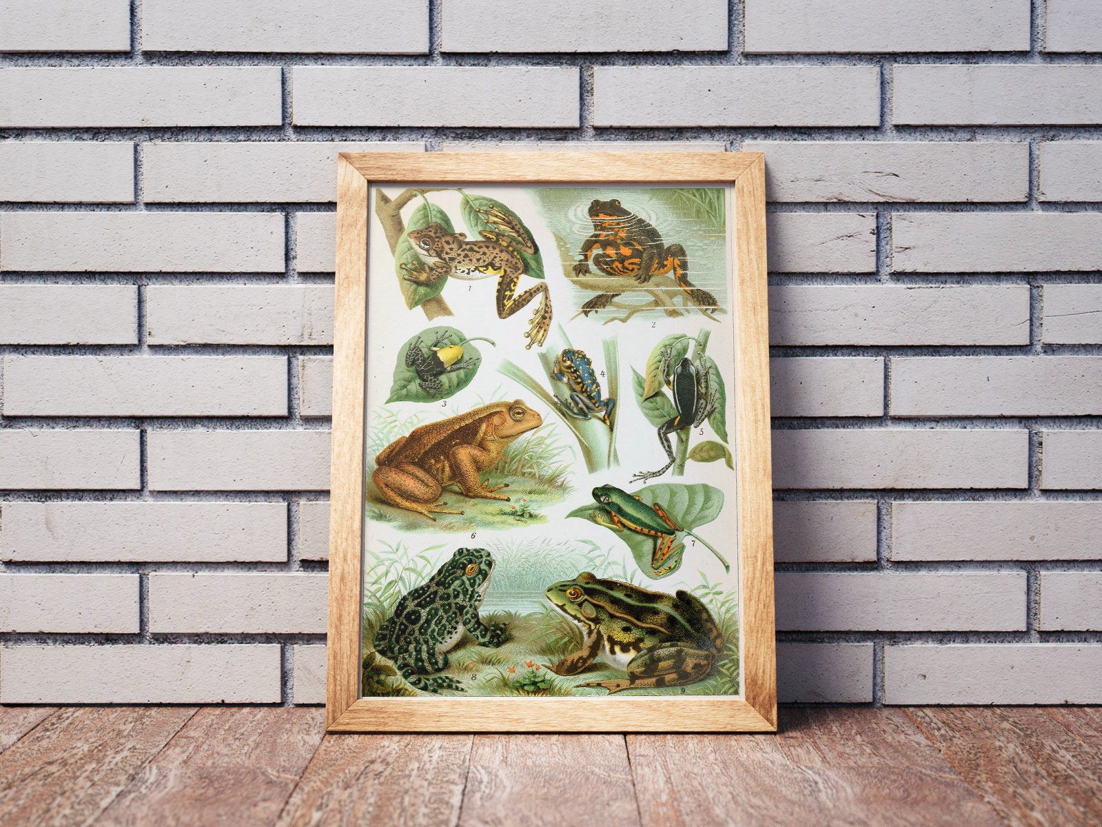 Vintage Frogs Poster Unique Frogs Poster Frogs Print | Etsy