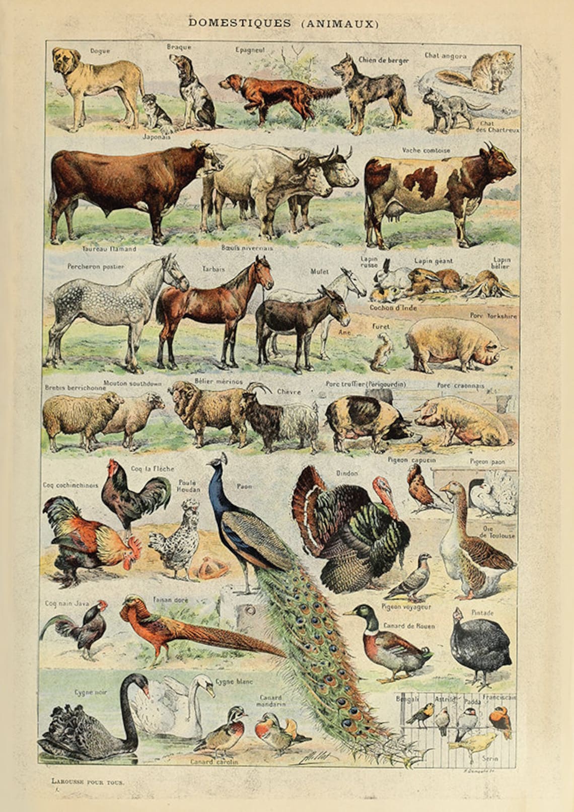 Adolphe Philippe Millot Adolphe Philippe Millot Poster - Etsy Ireland