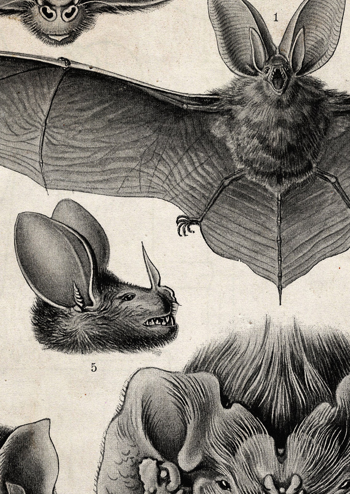 Bats Vintage Bats Poster Antique Bats Wall Art Retro Bats - Etsy