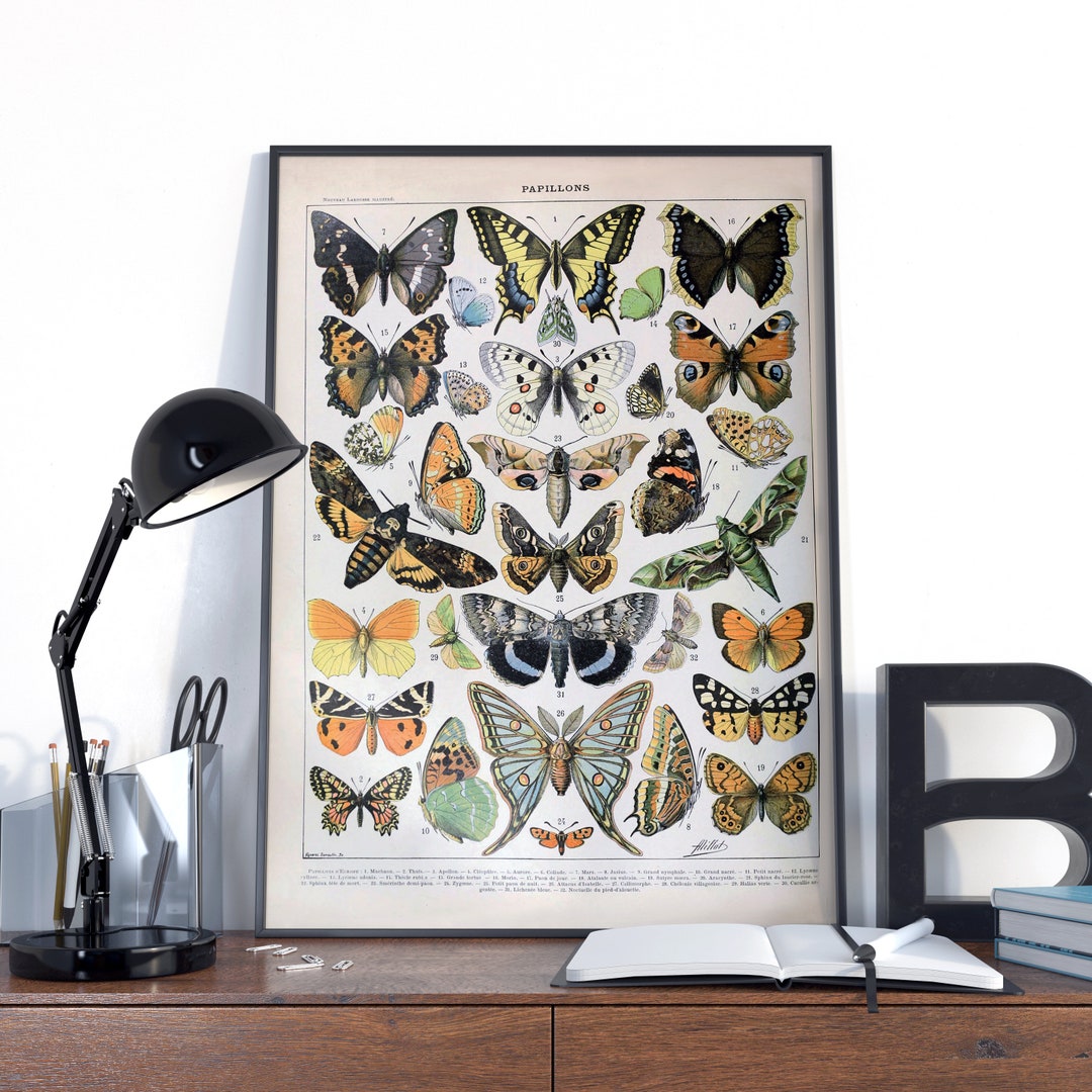 Vintage Papillons Poster Papillons Wall Art Butterflies - Etsy
