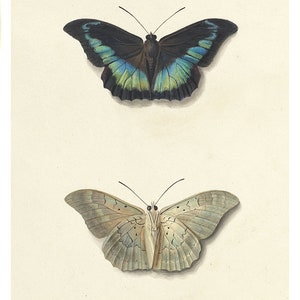 Butterflies, Vintage Butterflies Poster, Antique Butterfly Wall Art ...