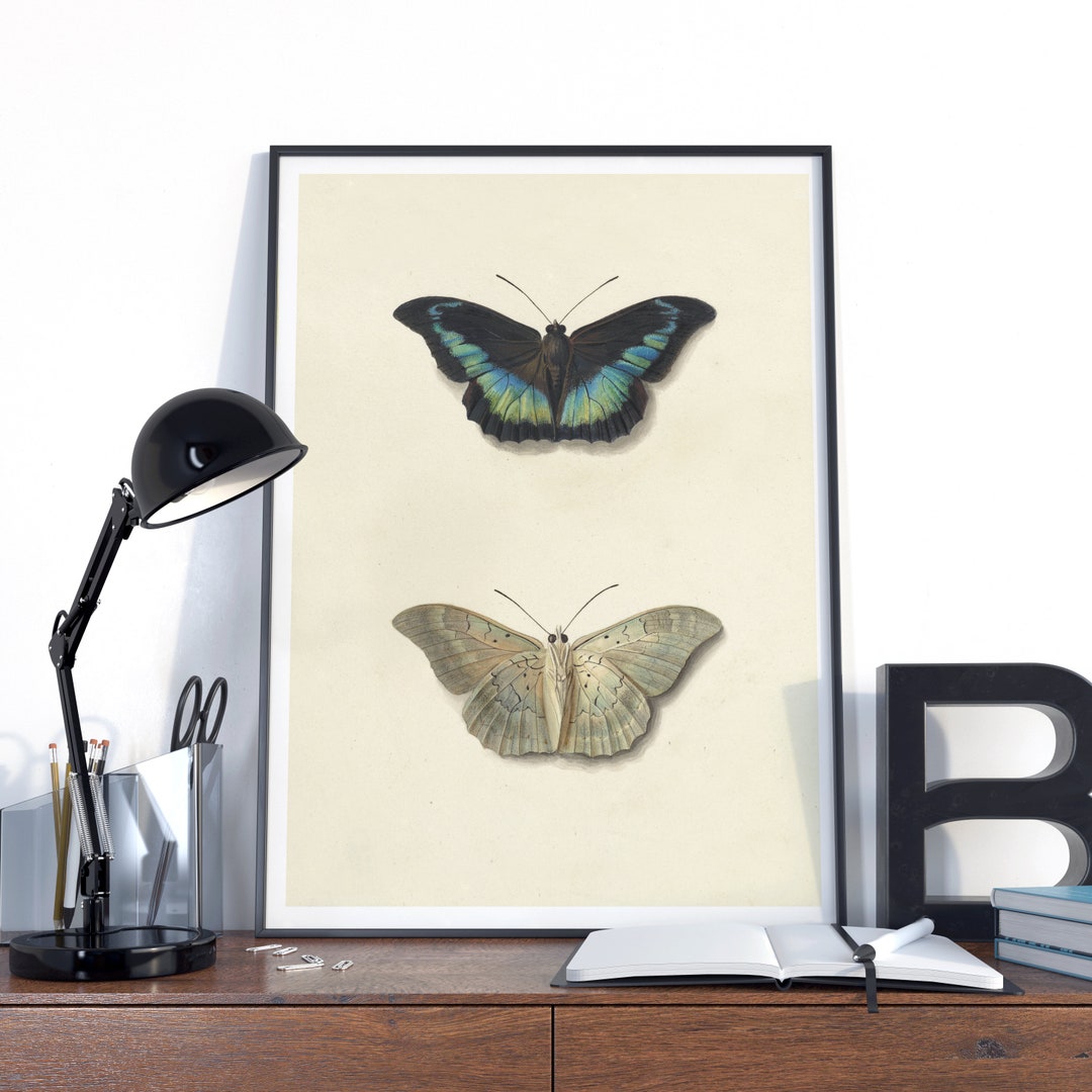 Butterflies, Vintage Butterflies Poster, Antique Butterfly Wall Art ...