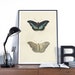 Butterflies, Vintage Butterflies Poster, Antique Butterfly Wall Art ...