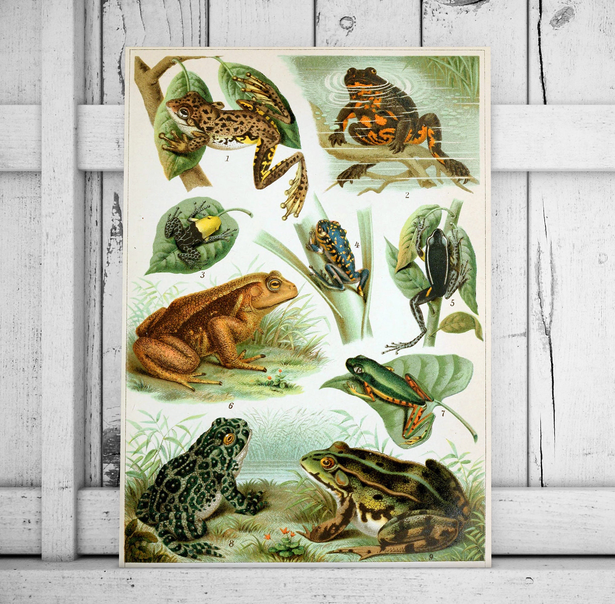 Vintage Frogs Poster Unique Frogs Poster Frogs Print | Etsy