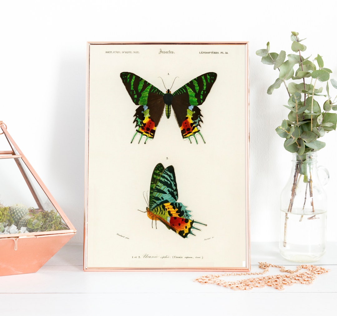 Butterflies, Vintage Butterflies Poster, Antique Butterfly Wall Art ...
