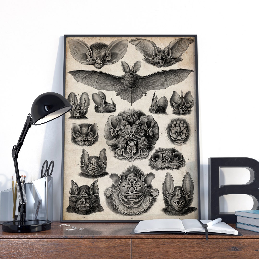 Bats Vintage Bats Poster Antique Bats Wall Art Retro Bats - Etsy