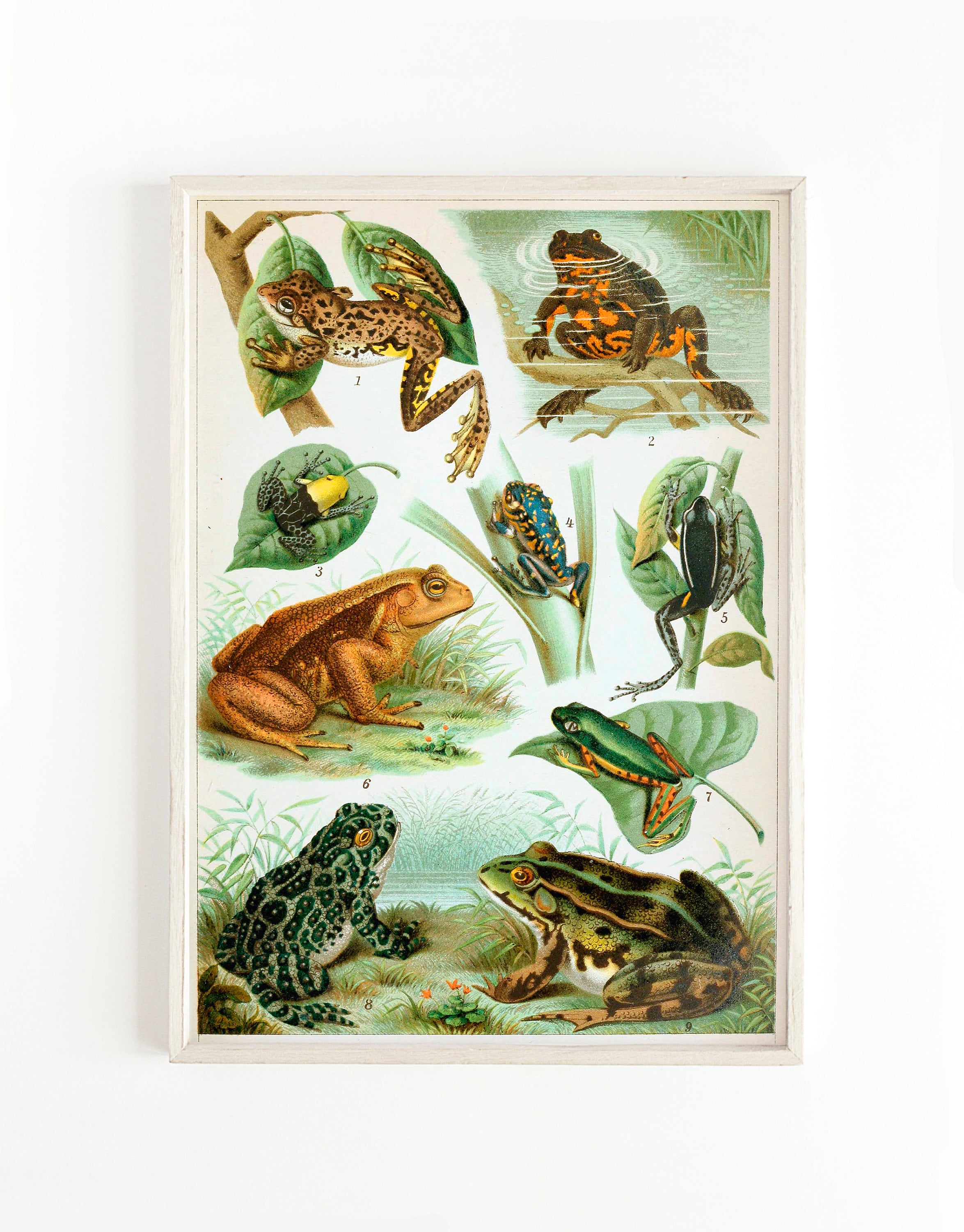 Vintage Frogs Poster Unique Frogs Poster Frogs Print | Etsy