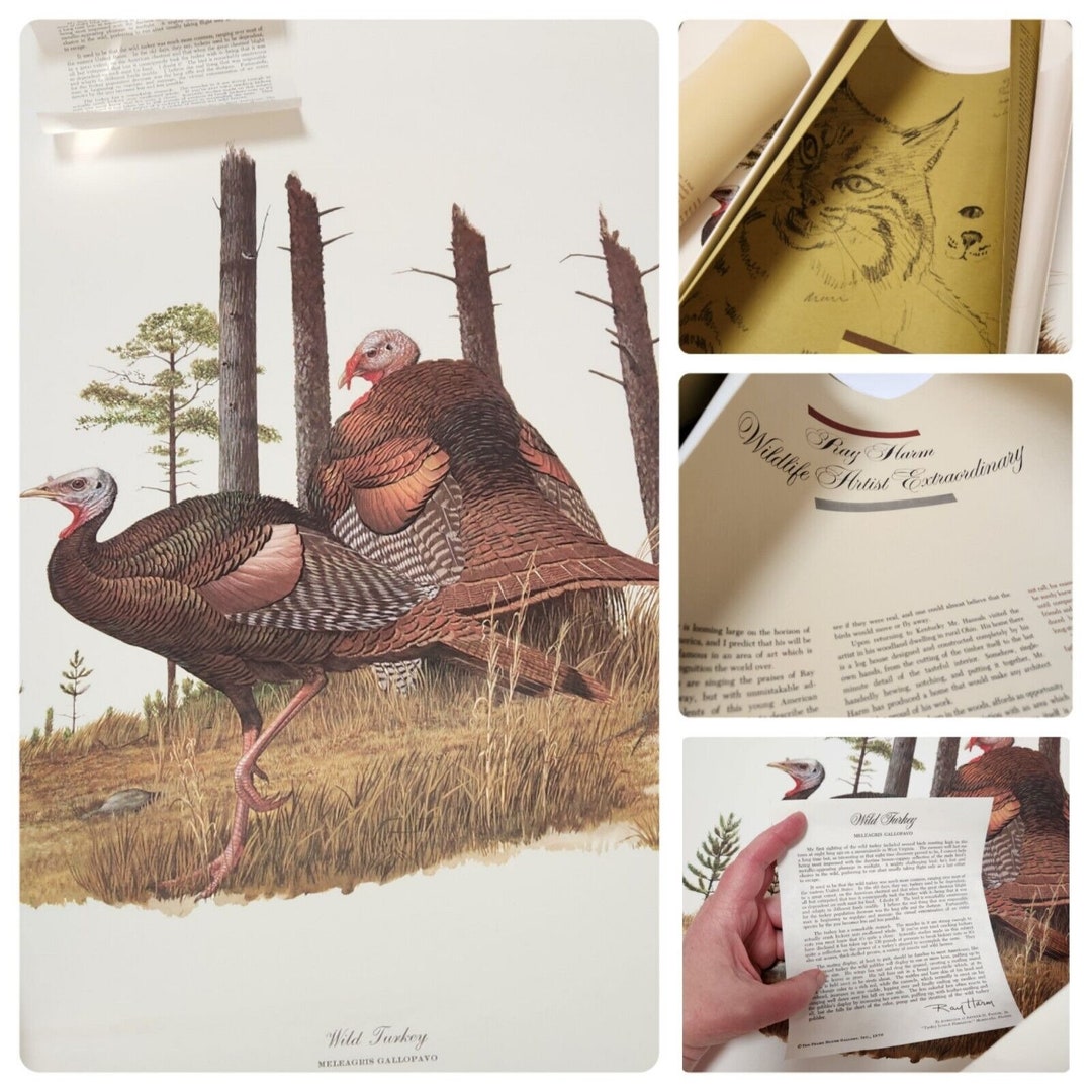 Ray Harm 1970 Signed Print wild Turkey - Etsy
