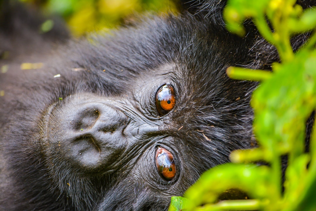 Beautiful Baby Gorilla Eyes - Etsy